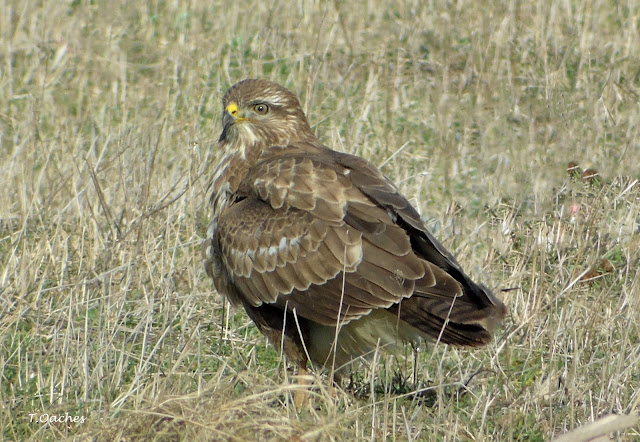 PASARI DIN ROMANIA: SORECAR COMUN, Buteo buteo