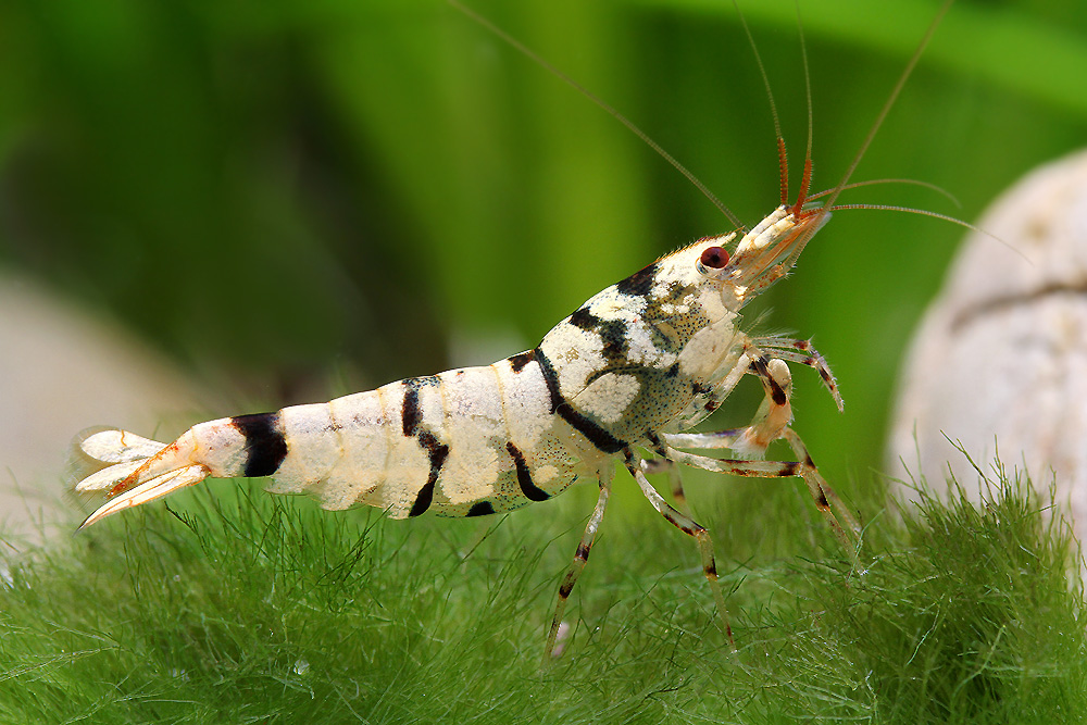 Fresh Water Shrimps Farming, Freshwater Prawn Suppliers, Shrimps ...