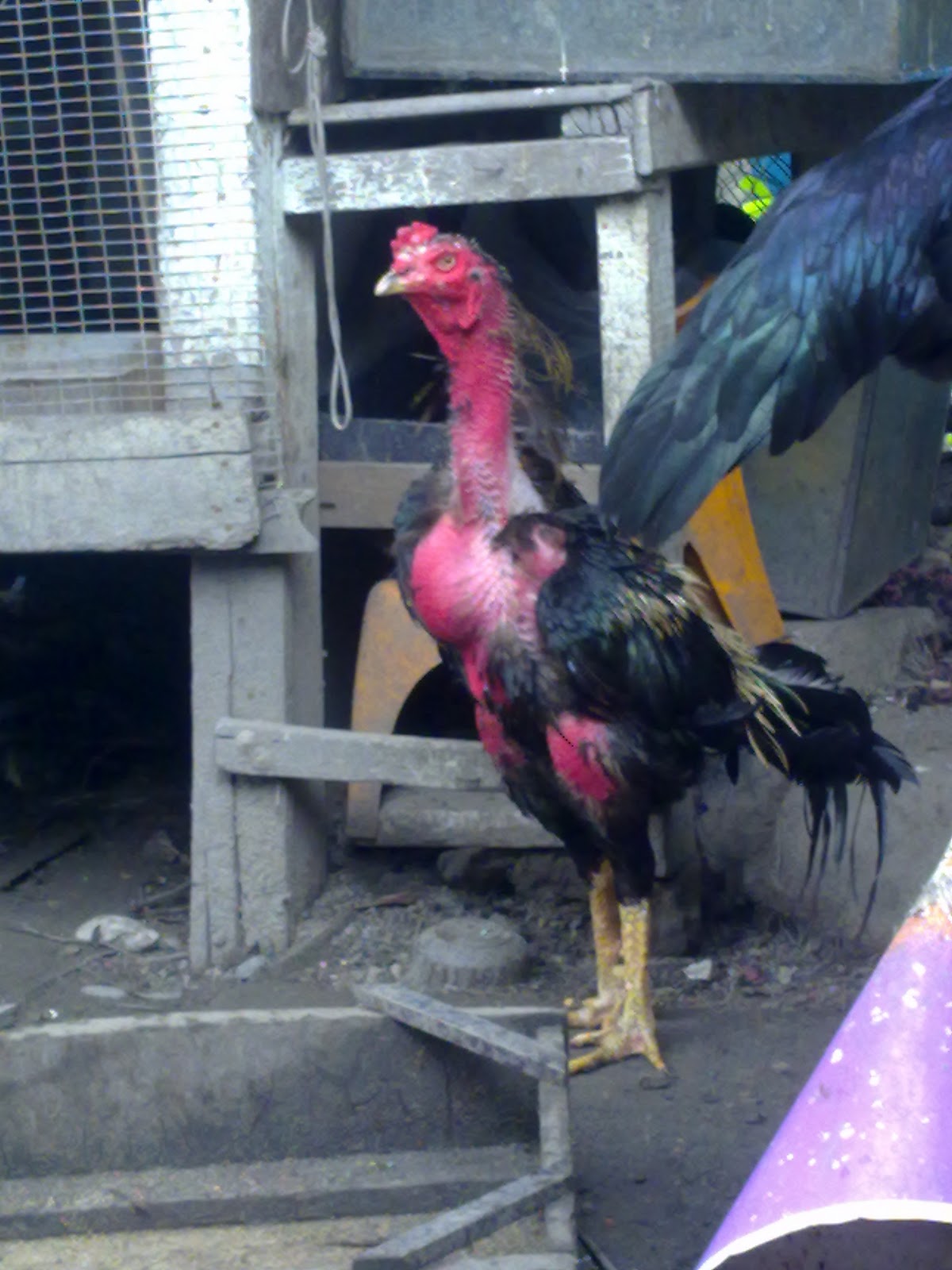 Ayam Sabung: AYAM-AYAM KAMPUNG DI REBAN