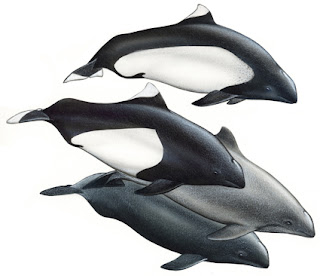 RICARDO FERNANDEZ BARRUECO: Marsopa de Dall (Phocoenoides dalli)