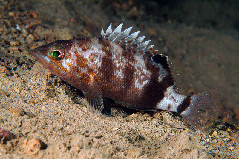 ANIMAIS DA RIA FORMOSA: Peixes 2