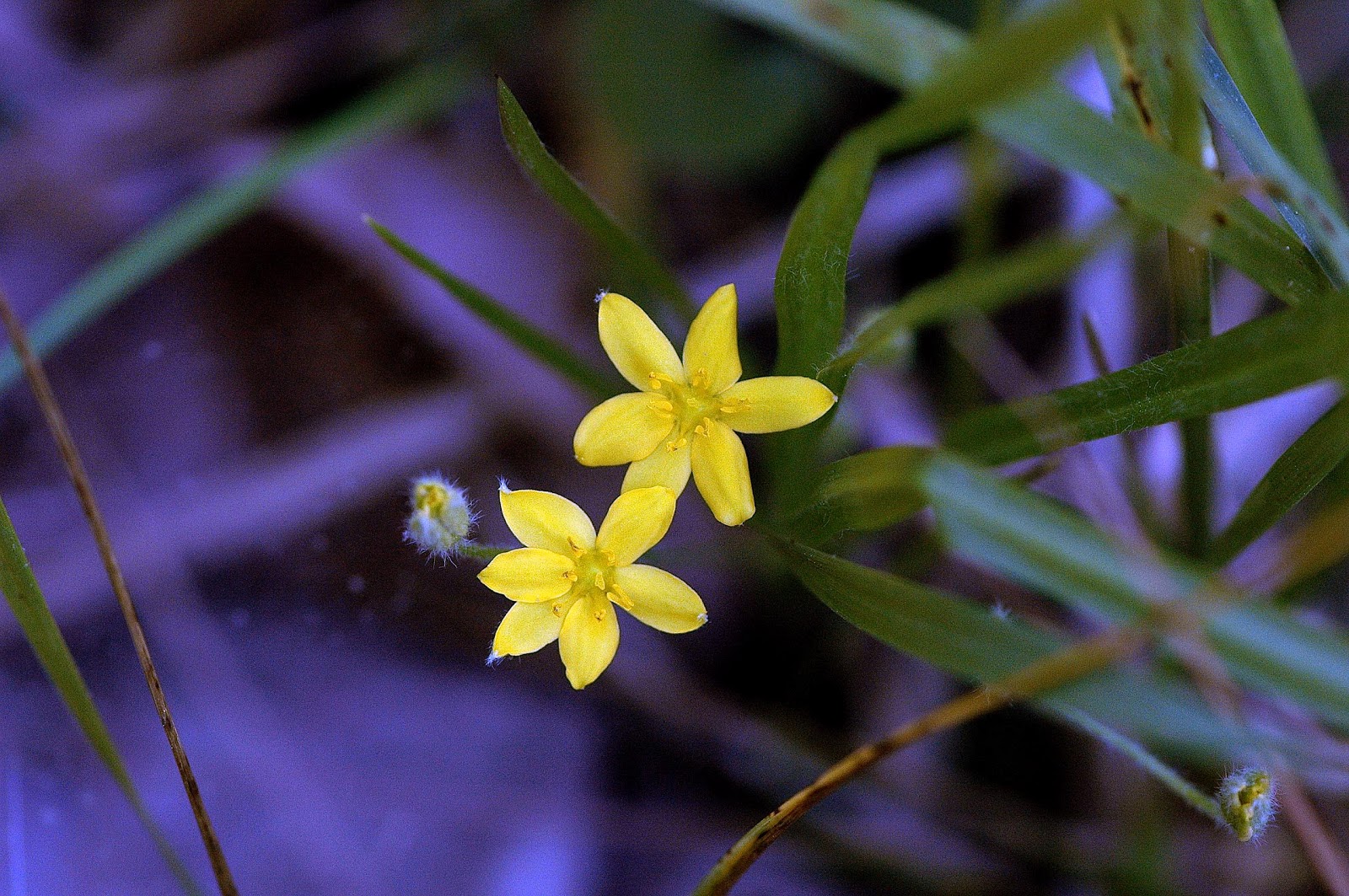 Field Biology in Southeastern Ohio: Hiking Hocking County