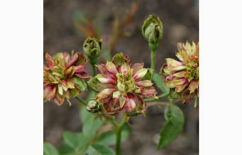 Kaiyo Aino Blog: 1 Martie: Cei mai rari trandafiri