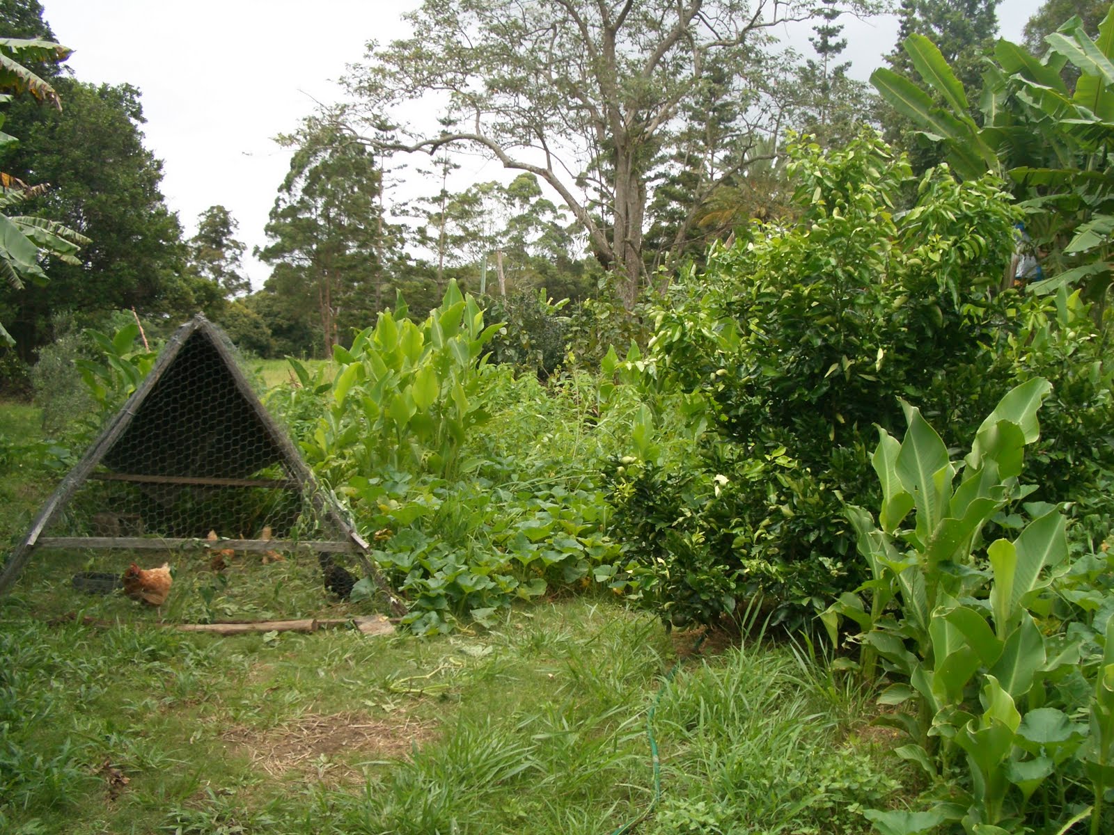 Permaculture Demonstration Site - Kin Kin Souls: Use of Biological ...