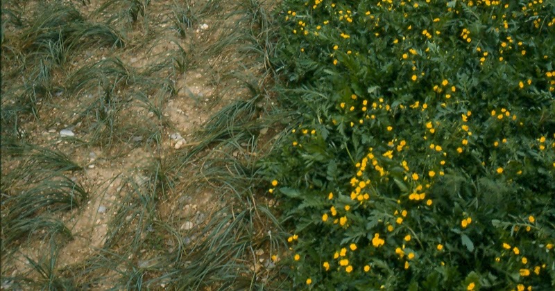 Preparación de productos de higiene y limpieza