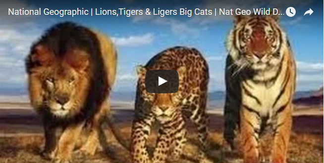 National Geographic | Lions,Tigers & Ligers Big Cats | Nat Geo Wild ...