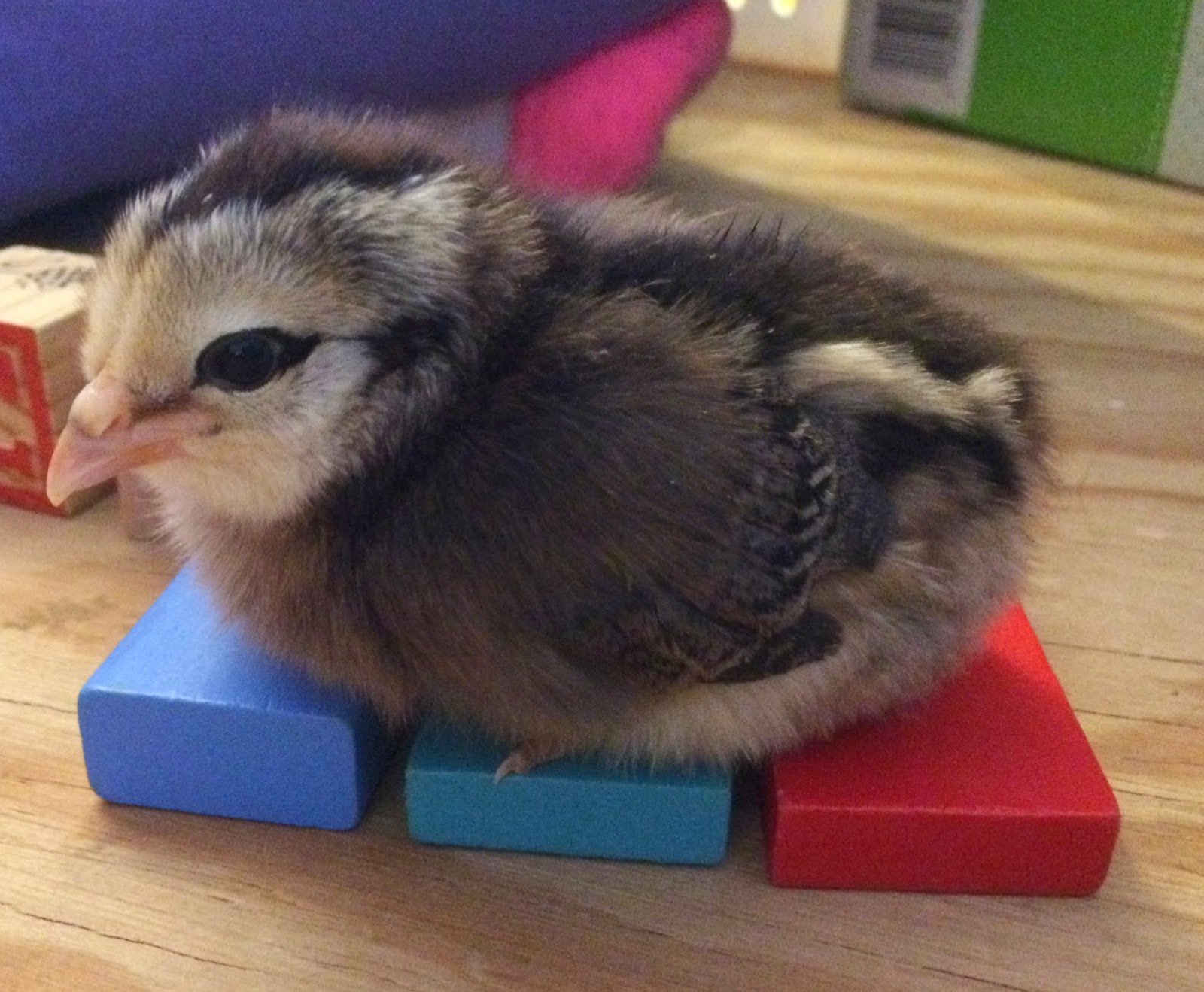 REHOBOTH FARM: Expanding the Flock - 18 Chicks and Counting