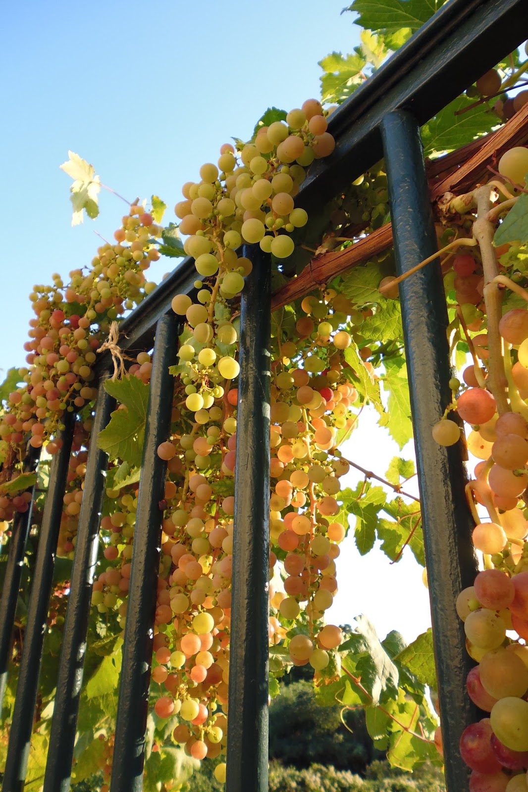 Les aventures de Zoé: Vigne grimpante