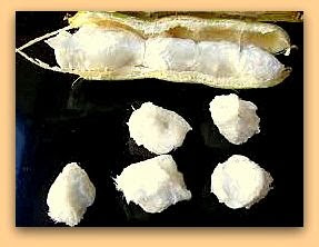 PLAAN : Pacae - Inga feuilleei