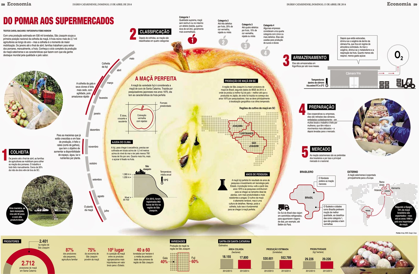 Infográficos Fábio Nienow Ciclo Da Maçã
