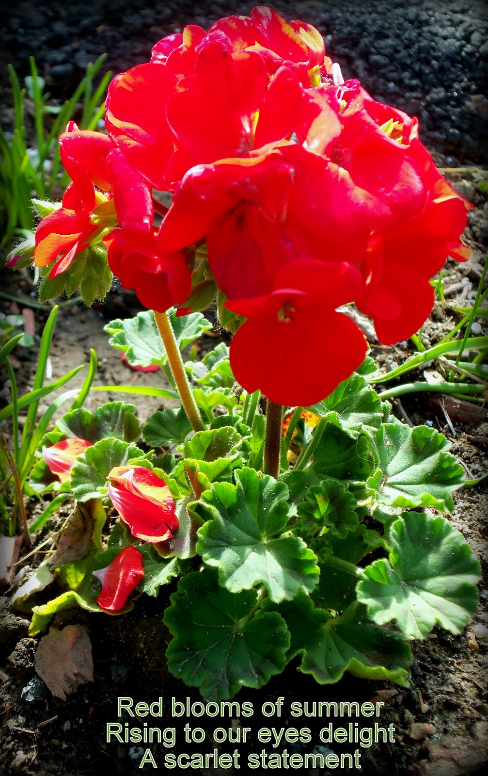 Haiku Creations: Red Geranium