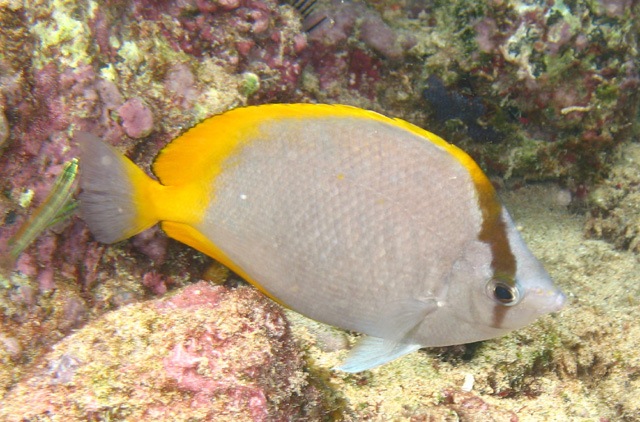 D' Ocean Aquarium: Ikan Kepe kepe (Butterfly Fish)