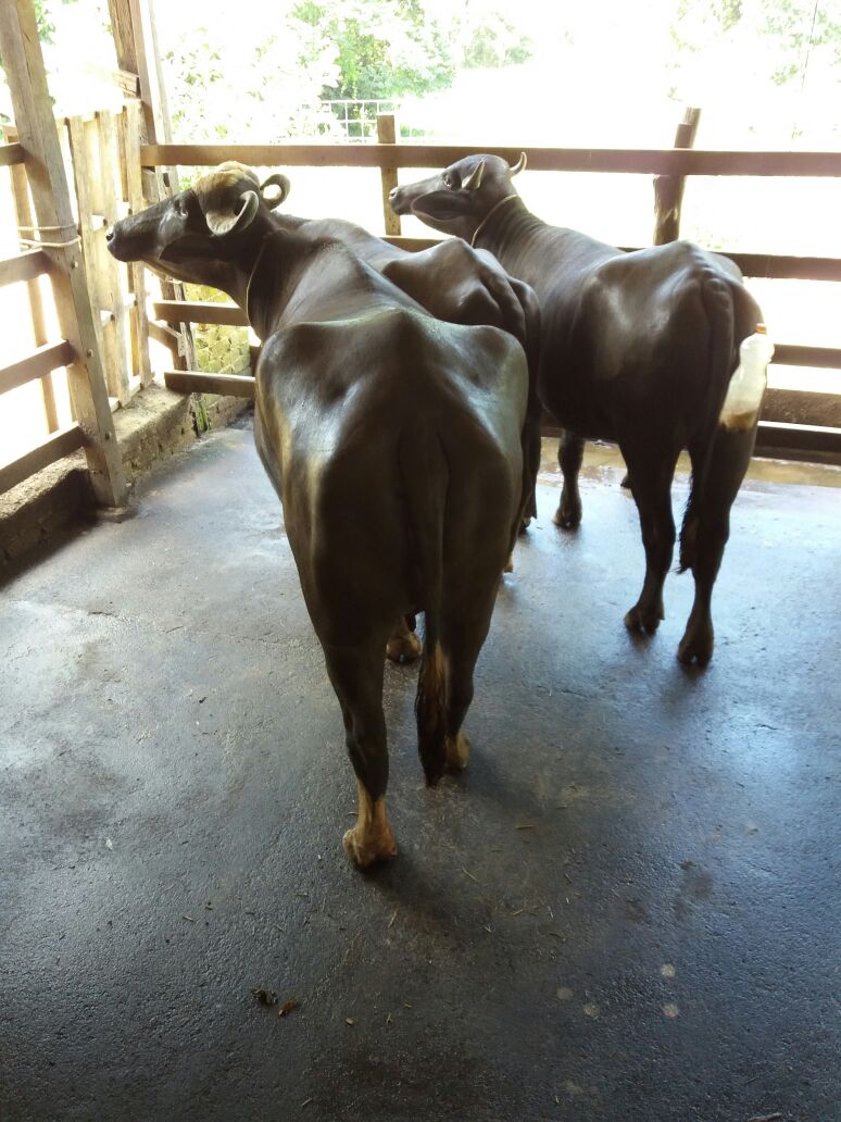 Kebau Sapi ( Buffalo Murrah ) Kerbau Susu Malaysia