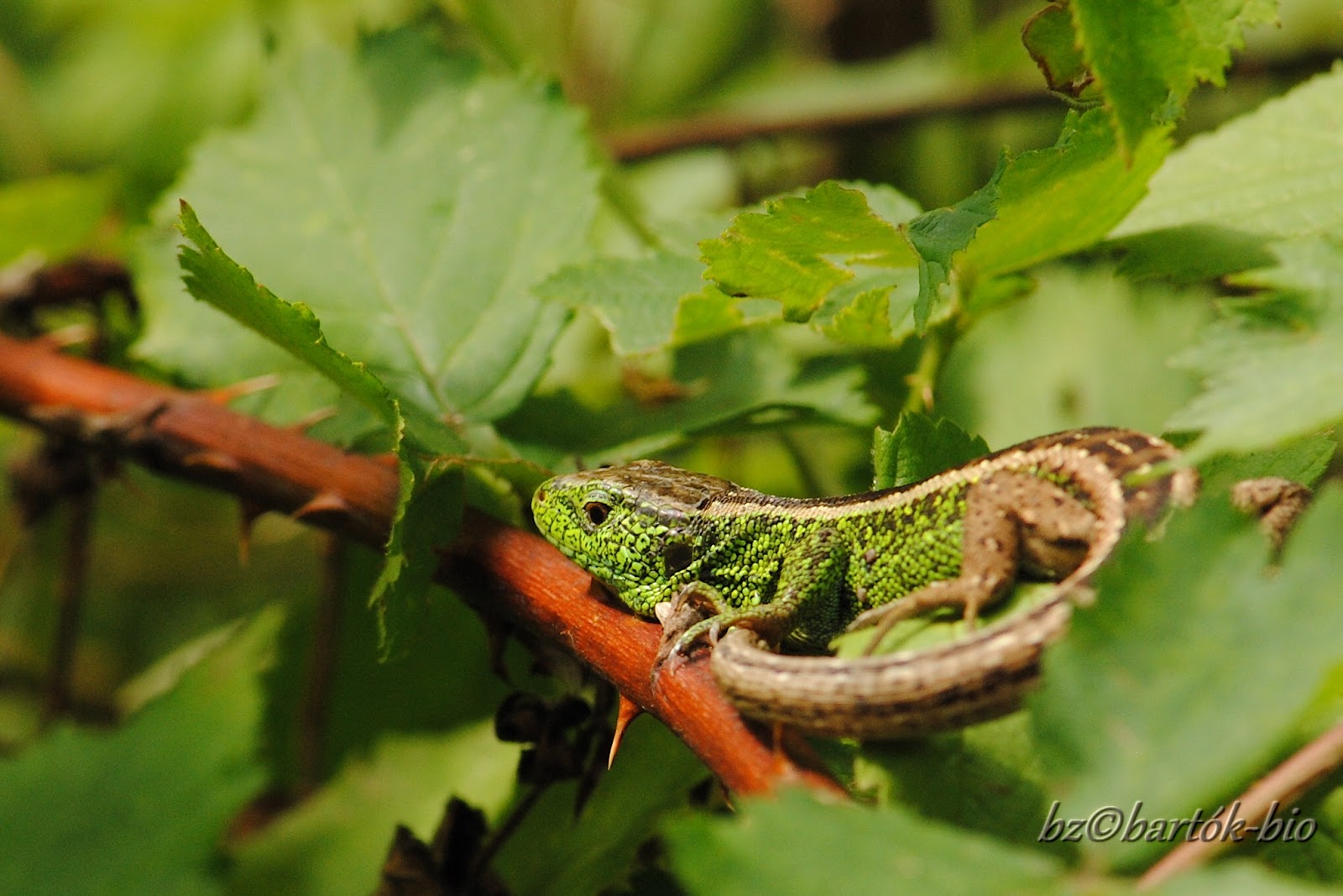 Bartók - bio: Gyíkok