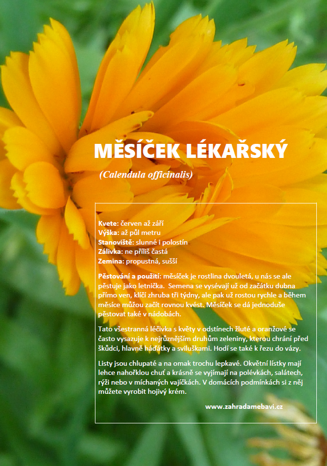 mesicek+image.png (675×962) | Rostliny, Měsíček