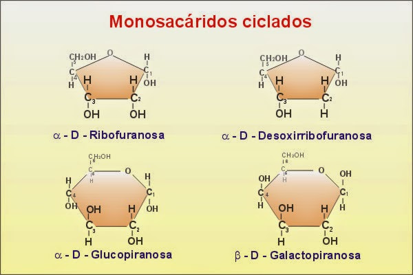 Física y Química. ESO y Bachillerato: Biomoléculas orgánicas : Glúcidos ...