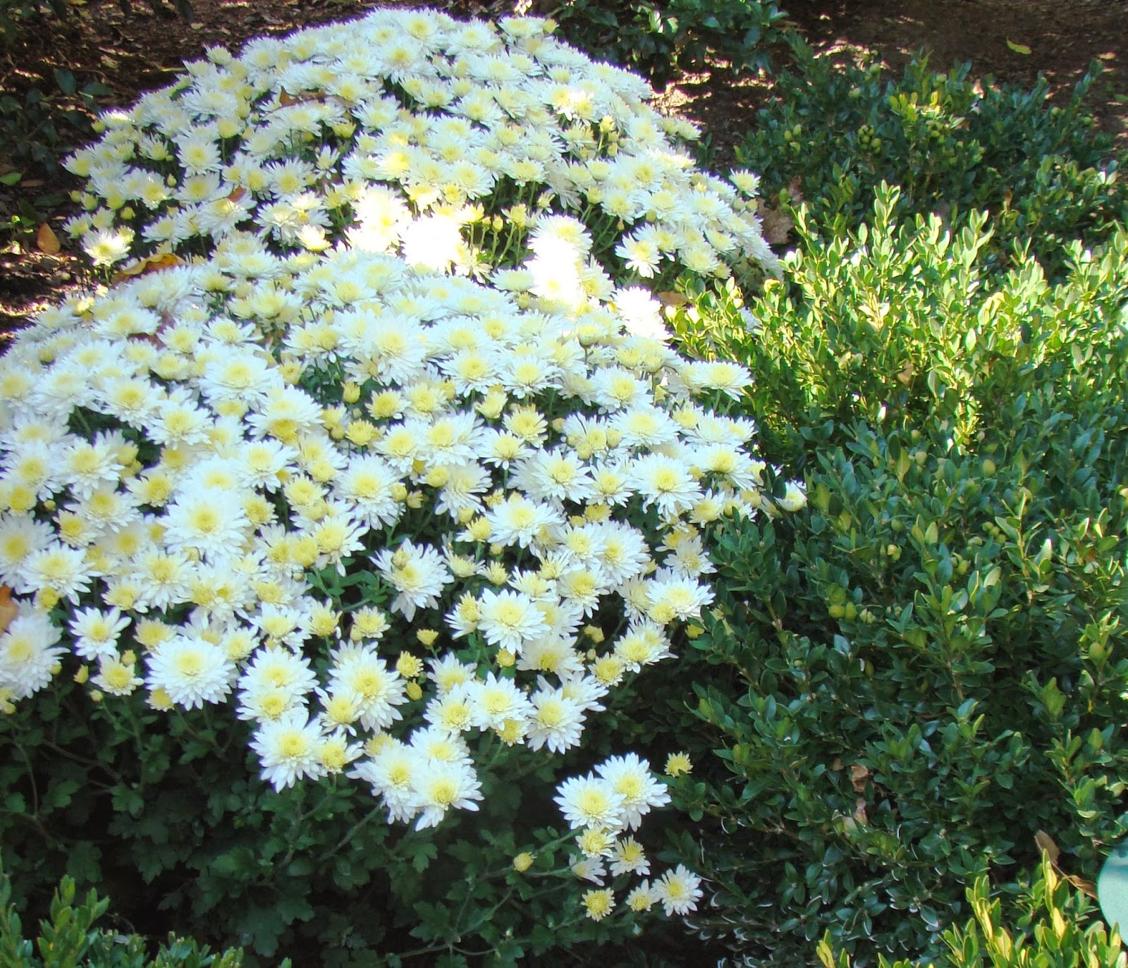 White - The 'Beacon' Color in the Fall Garden