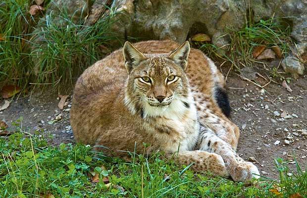 Eurasian lynx | The Life of Animals