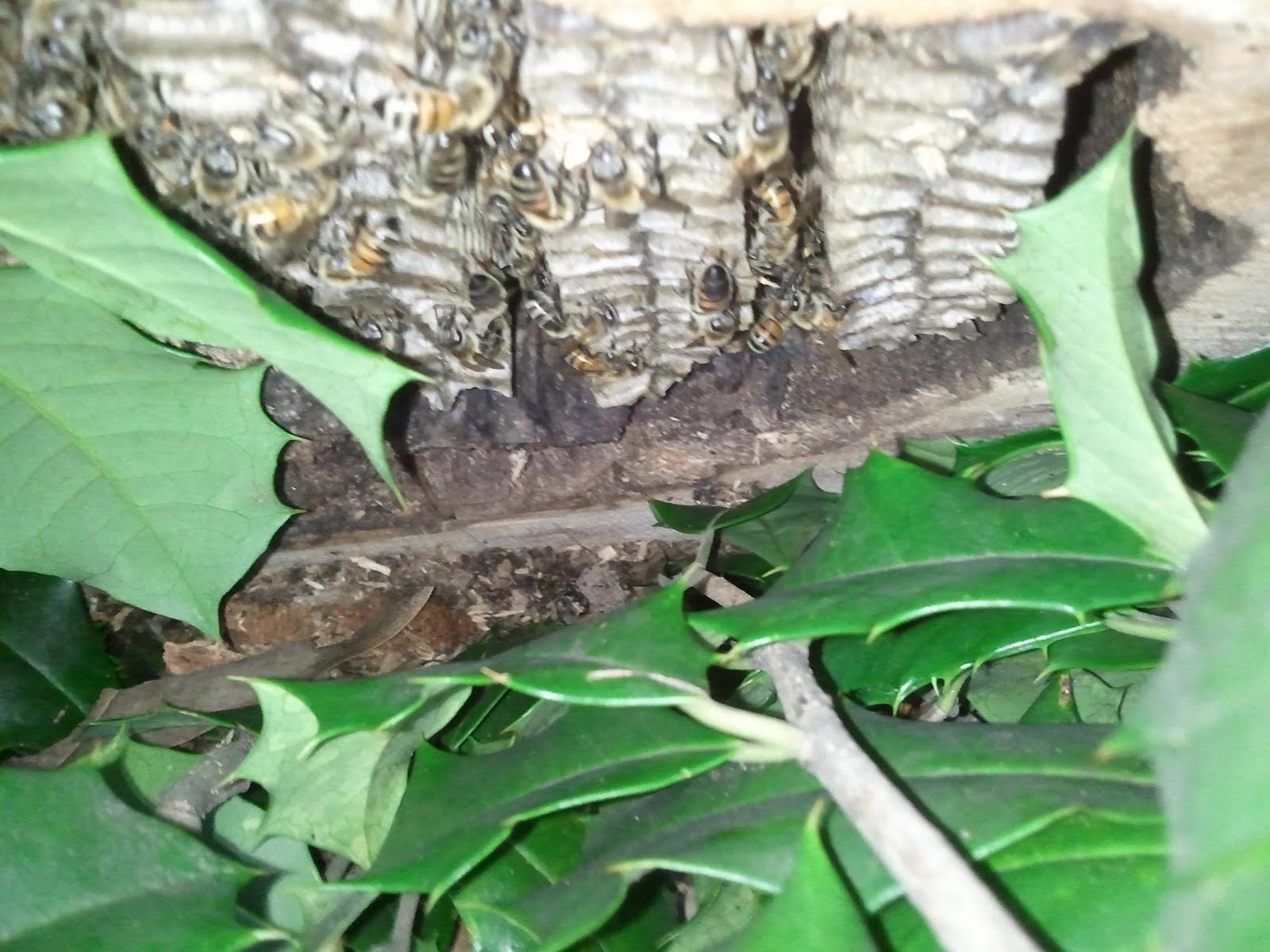 Mark's Farm Tochok: Bees in a tree