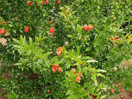 UN GRANADO EN EL JARDÍN Características y cuidados