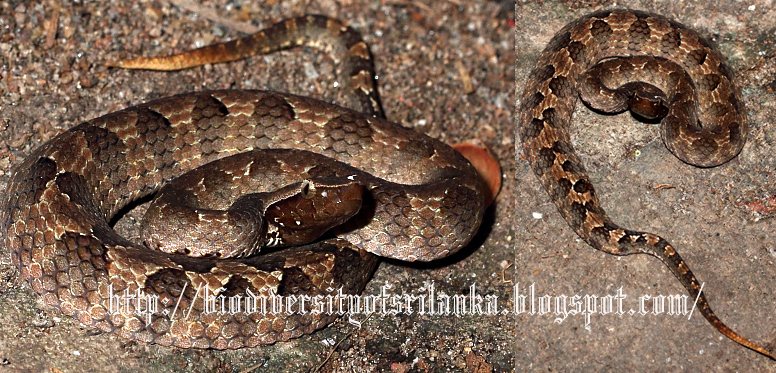 Biodiversity of Sri Lanka: Merrem’s Hump-nosed Pit Viper/පොලොන්තෙලිස්සා ...