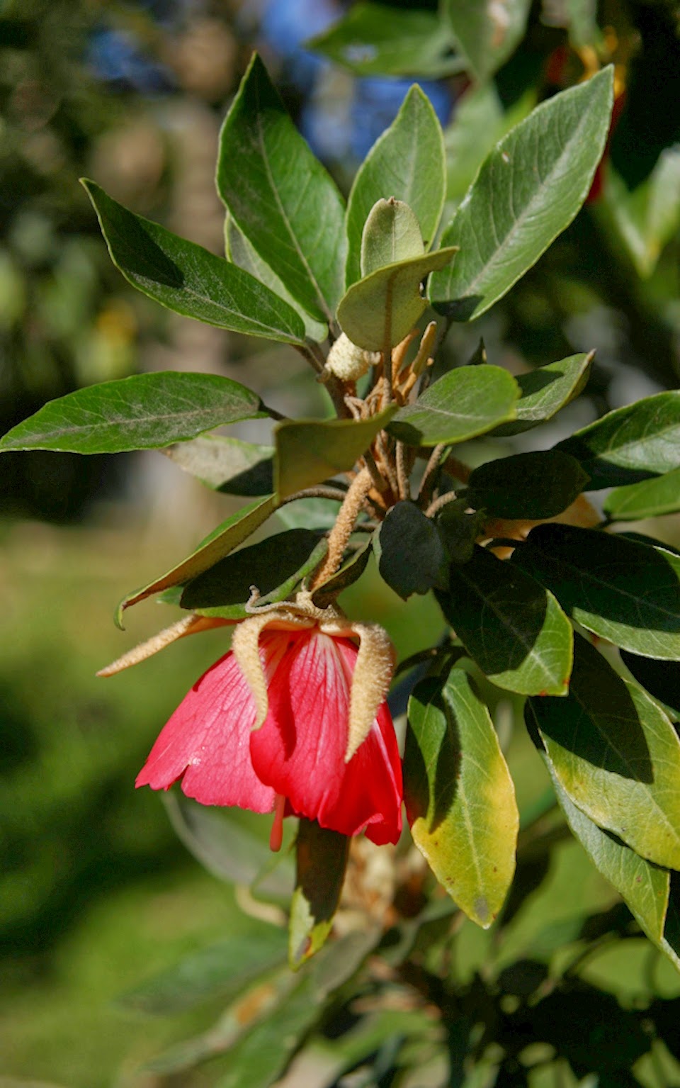 Всё о бегониях и не только...: Трохетия (Trochetia erythroxylon) и другие