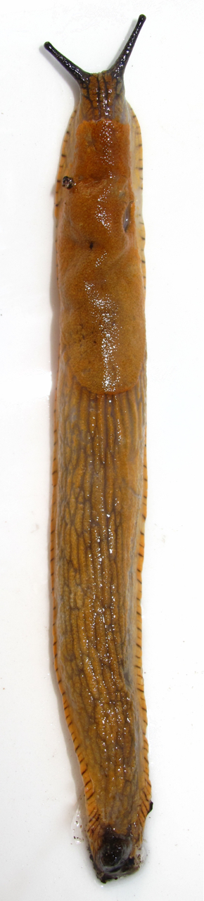 BugBlog: An impressive slug