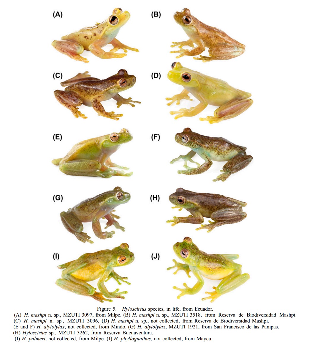 Species New to Science: [Herpetology • 2015] Hyloscirtus mashpi ...