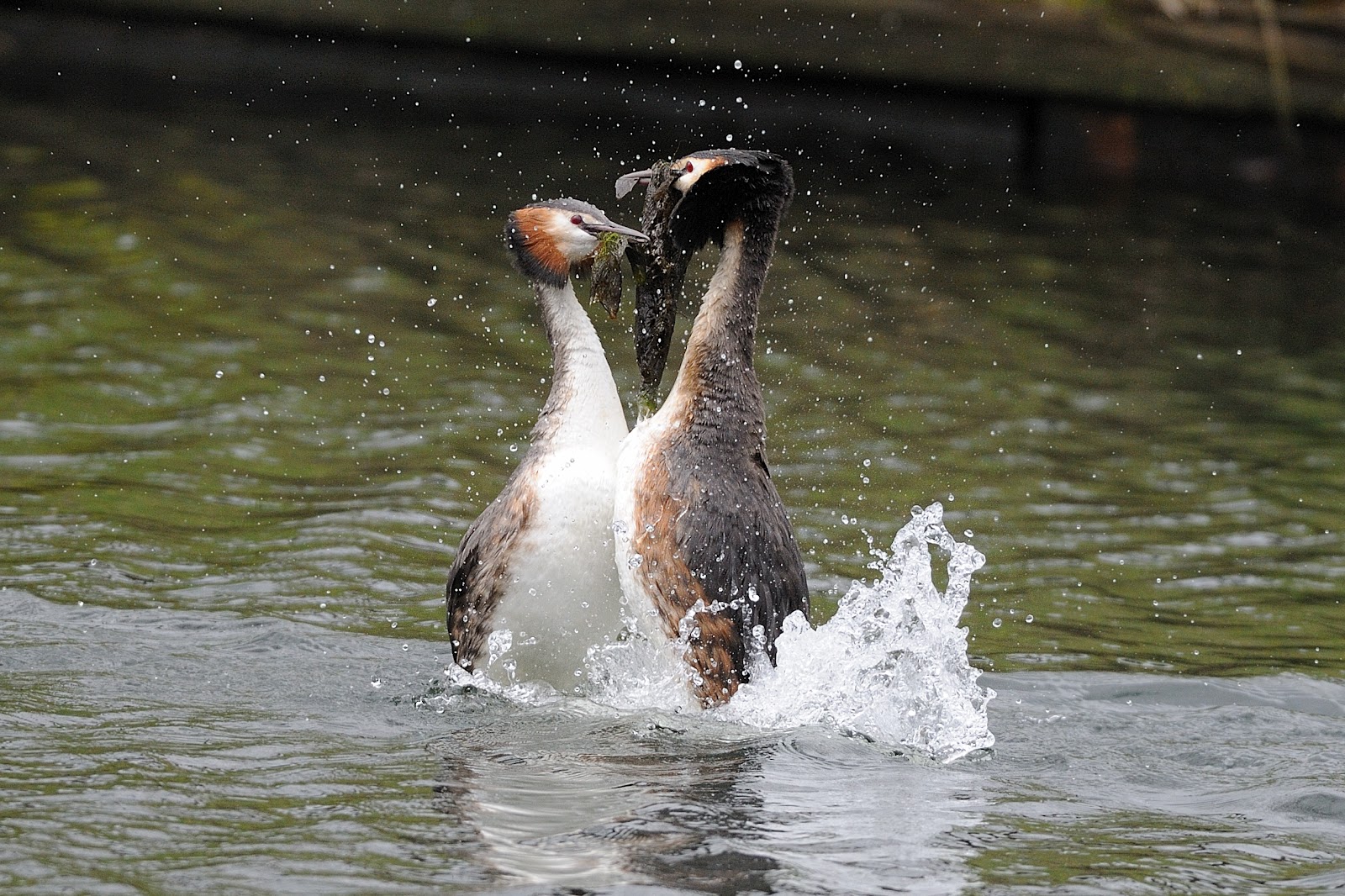 Natuurfotograaf-MarcelvdKerkhof: Fuut Fuut