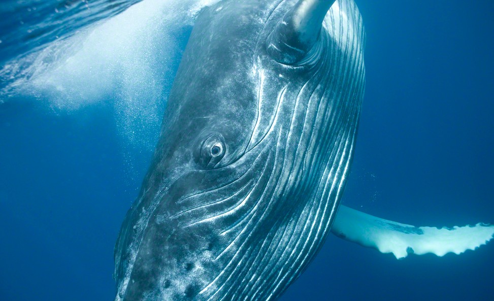 Fotografías tamaño ballena