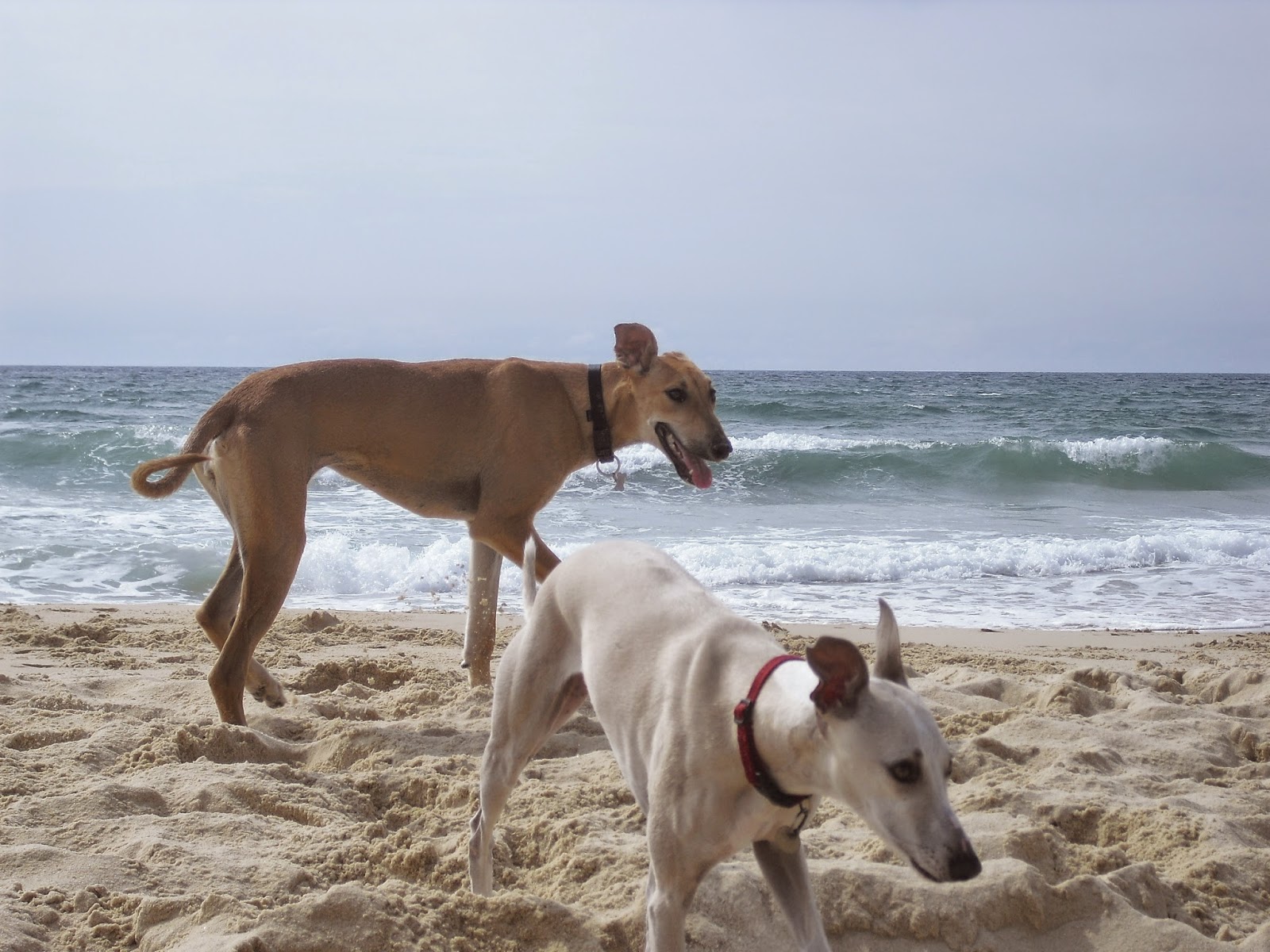 Lévrier whippet et lévrier hongrois en vacances