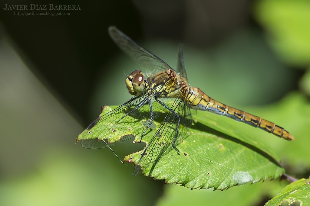 Bichos y plantas de León: Sympetrum