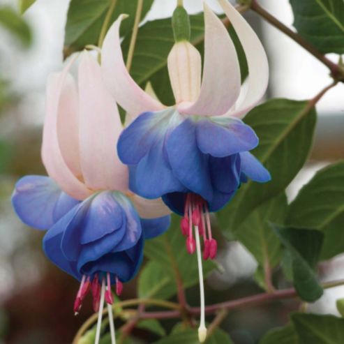 HOW TO GROW FUCHSIAS |The Garden of Eaden