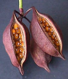 CURIOSIDADES CIENTÍFICAS : Frutos secos dehiscentes (simples)