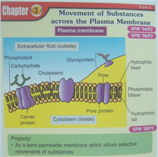 Biology Form 4 SMK USJ 13: NOTES: Movement of Substances across the ...