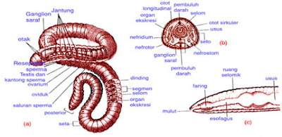 Struktur Anatomi Dan Sistem Fisiologis Cacing Tanah