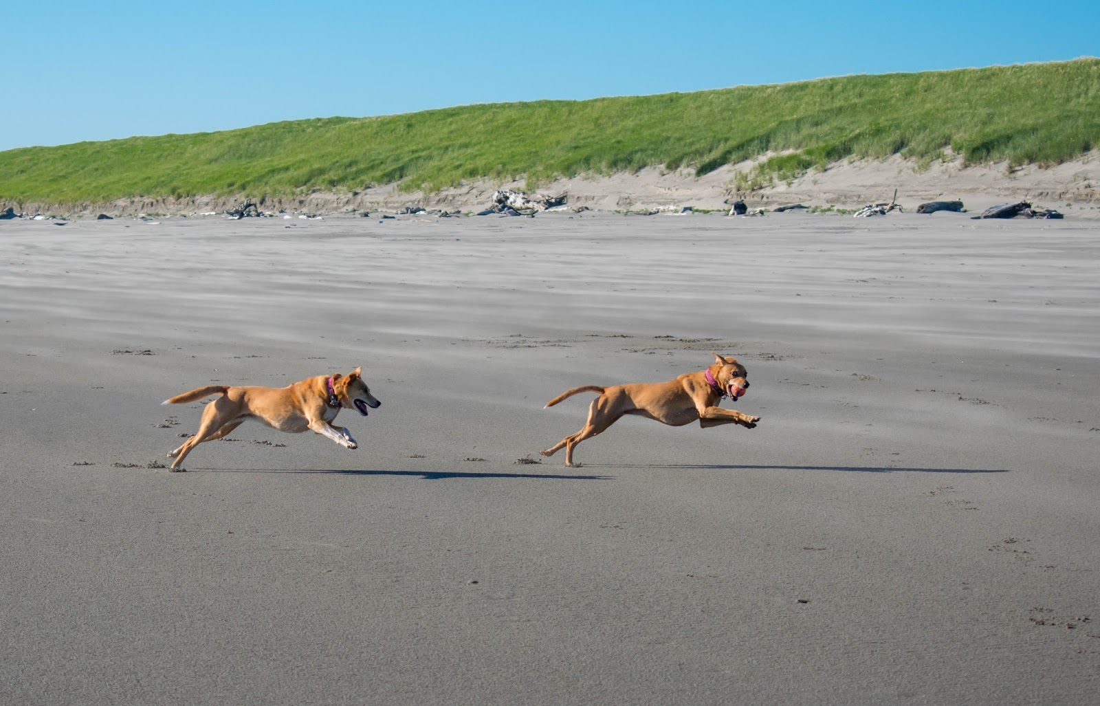 ZoePhee: A Beach Trip!