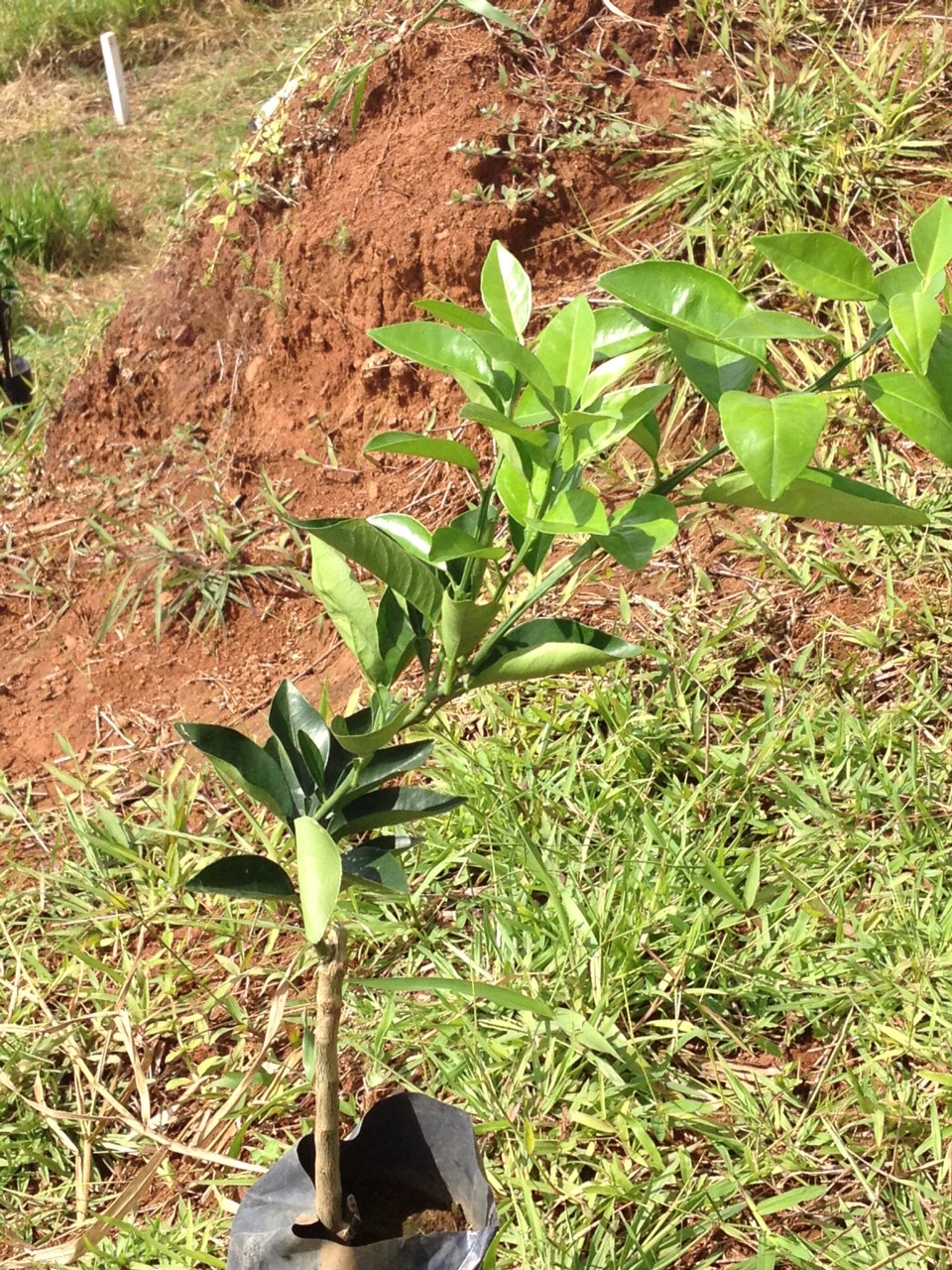 Costa Rica Invest: More orange tree planting