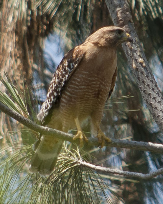 Red-Shouldered Hawk ~ Rocklin Wildlife