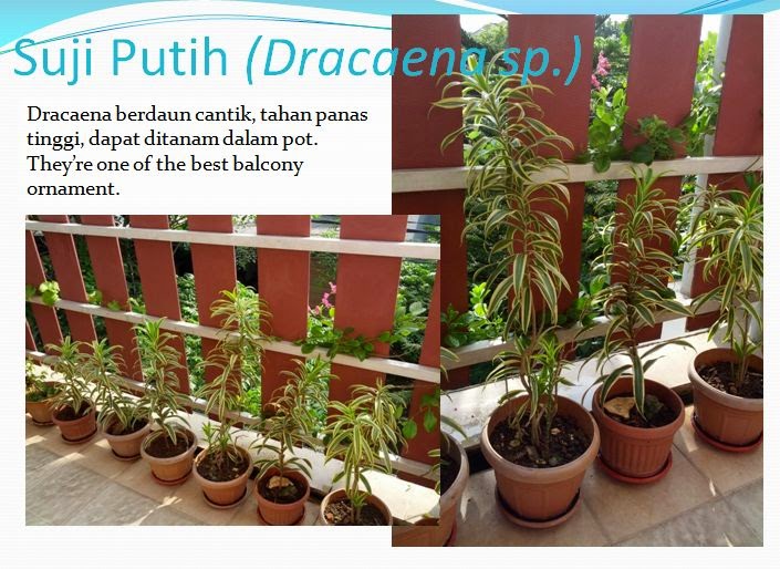 Contoh Taman Tropis: Contoh Taman Tropis - Tropical Garden Inspiration