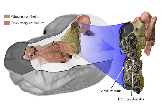 My Favorite Tissue: The Dog Nose
