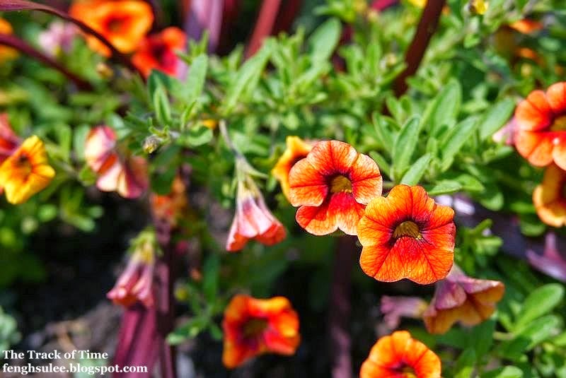 Brooklyn Botanic Garden - Rose Garden | The Track of Time