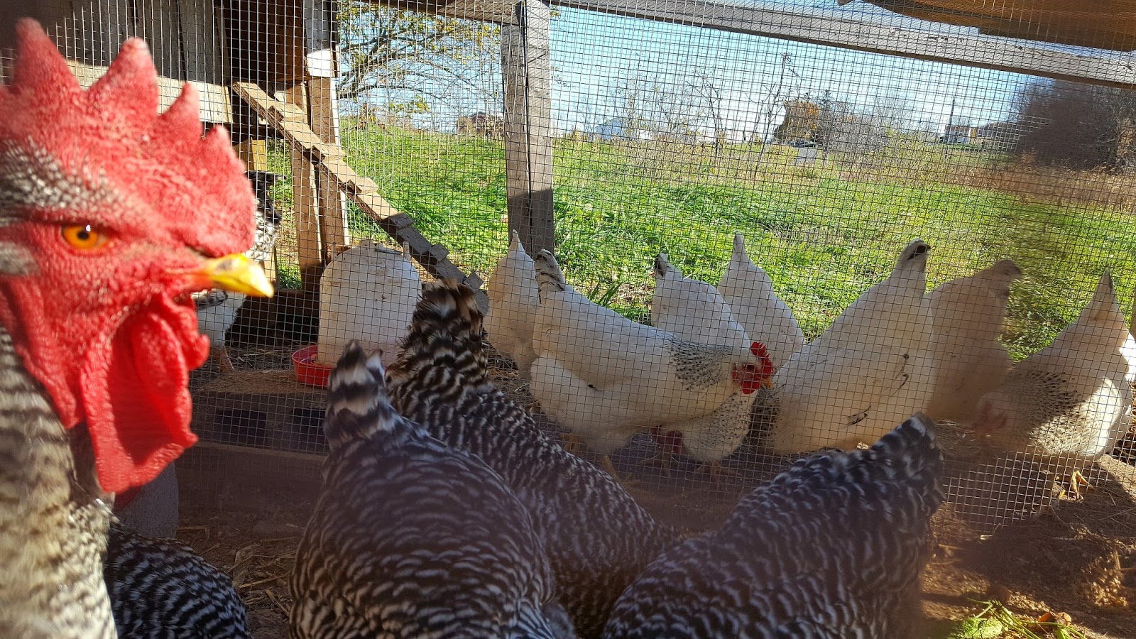 The American Haggard Housewife: Feeding Time At The Farm