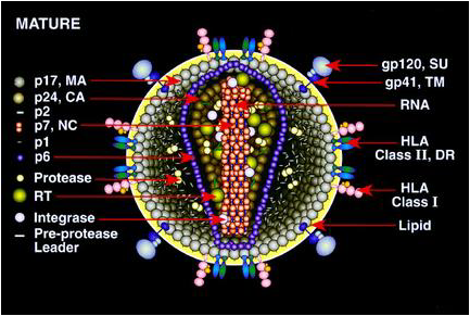 Fundación io: DESCUBRIENDO AL VIH: EL GENOMA