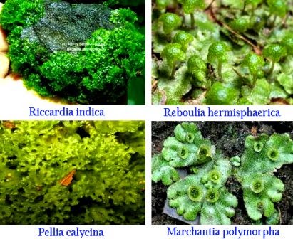 Budidaya Tanaman Perkebunan: Tumbuhan Lumut (Bryophyta)