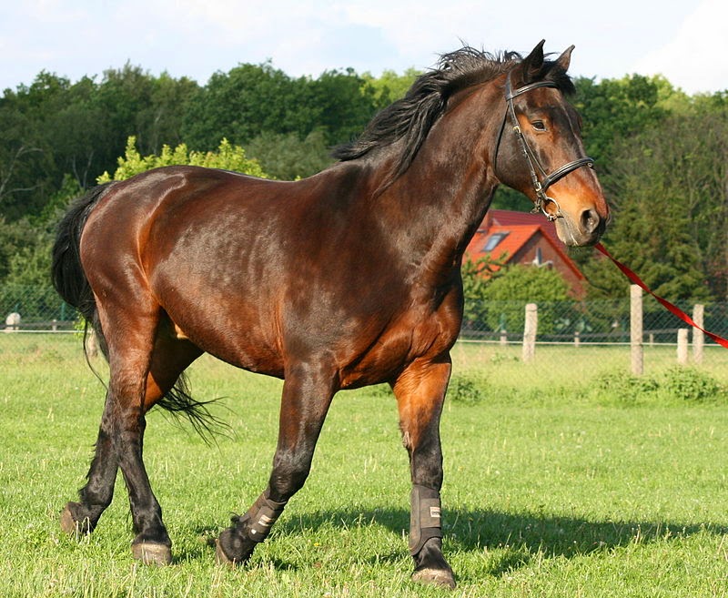 The Mane Point: Latvian Horse – A-Z Intriguing Horse Breeds in Pictures