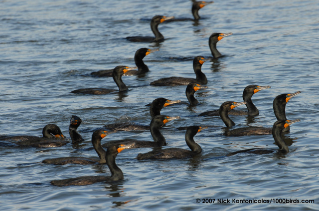 RU Ornithology: Suliformes