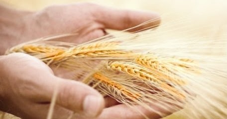 Cita Divina: PRIMICIAS