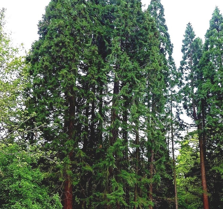 Sequoioideae - Redwood Forest Wiki