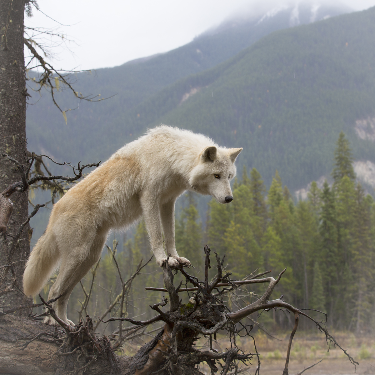 White Mountain Photography News: Fall Wolves
